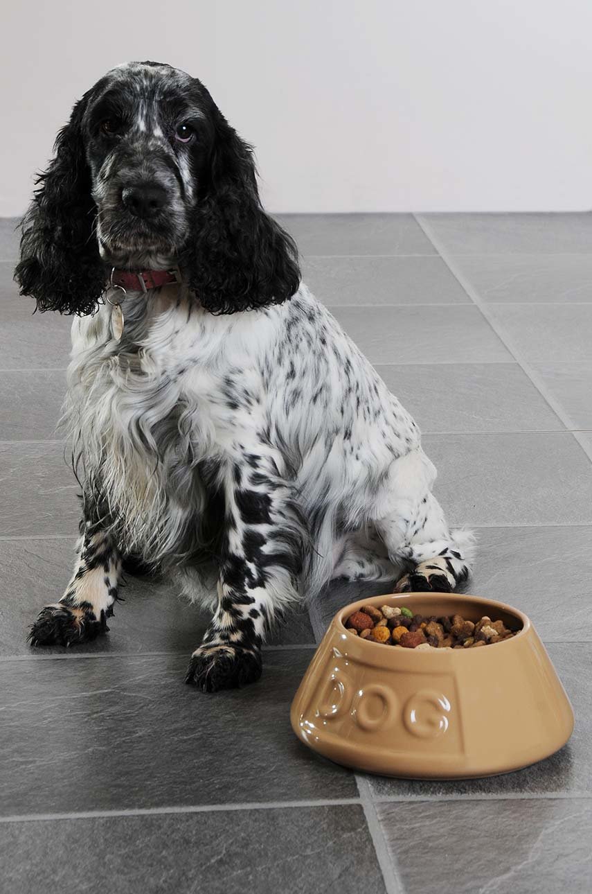 Miska pre psa Mason Cash | ANSWEAR.sk