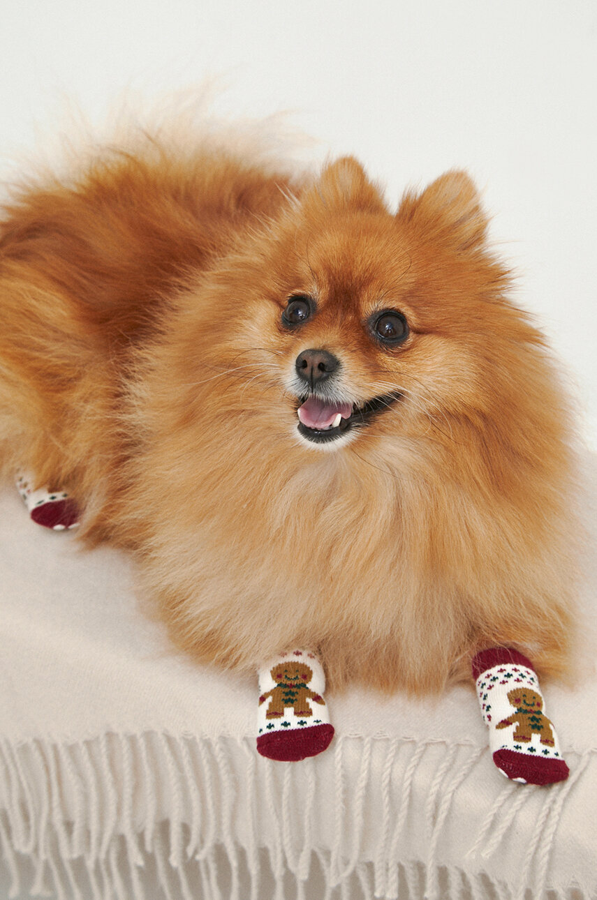 Ponožky pre psa Medicine | ANSWEAR.sk